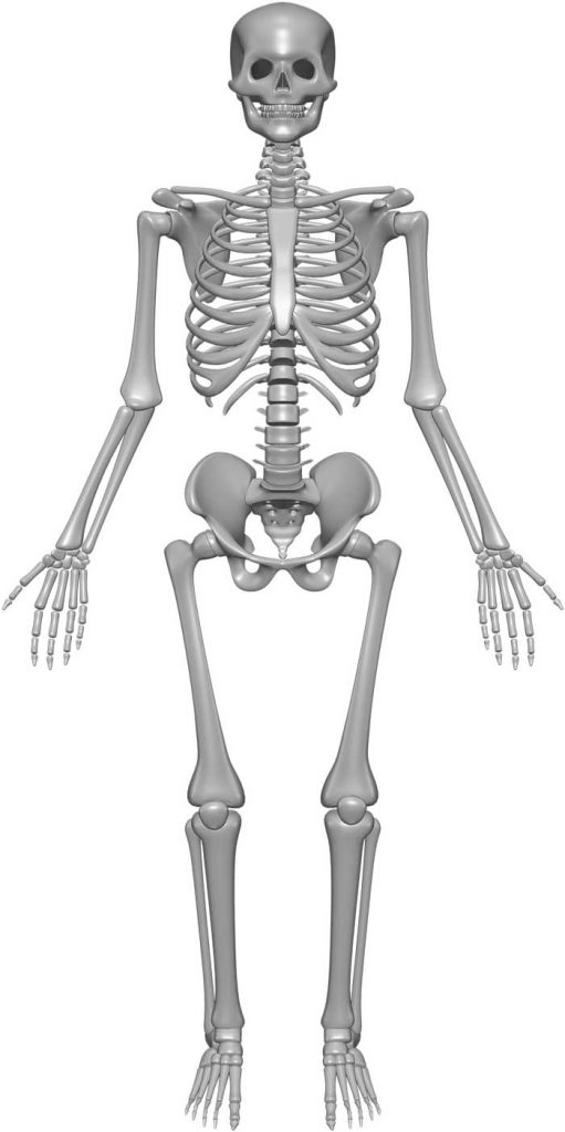 Skeleton System Structure Composition Facts Science4Fun