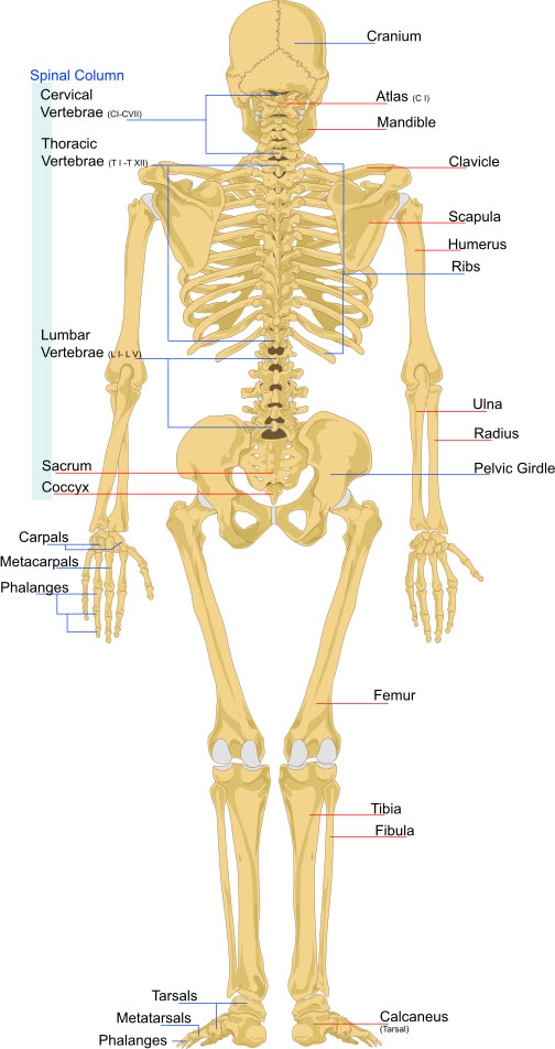 Human Body Anatomy Bone Structure Bone Structure Anatomy Explained Images
