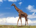 Giraffe | Diet + Habitat + Appearance + Facts | - Science4Fun