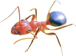 Cat - Information (Classification + Habitat + Facts) - Science4Fun