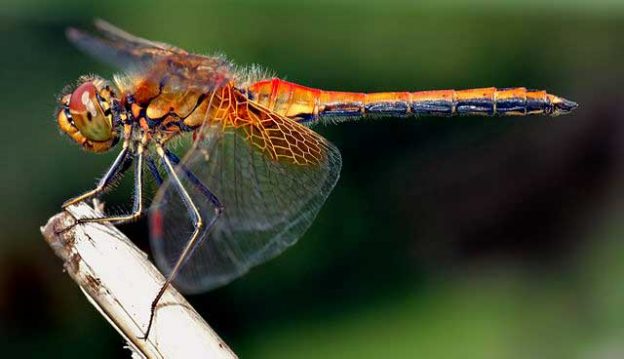 Dragonfly: (Information + Habitat + Facts) - Science4Fun