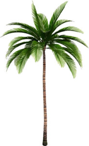 Trees | Types, Structure, Facts, and Environmental Impact