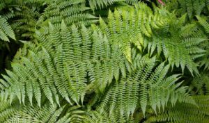 Non-Flowering Plants | Definition + Types + Examples + Facts