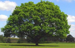 Trees | Types, Structure, Facts, and Environmental Impact