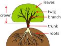 Trees | Types, Structure, Facts, and Environmental Impact