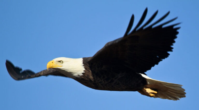 Bald Eagle | Facts + Appearance + Habitat | - Science4Fun
