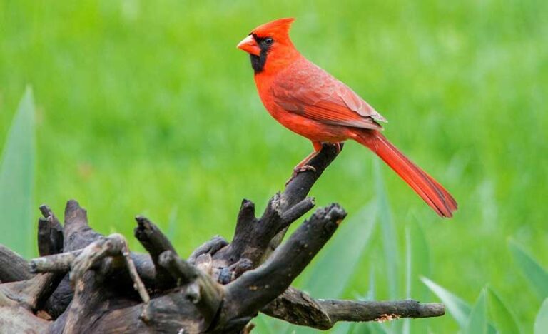 Cardinal Bird | Diet + Habitat + Facts | - Science4Fun