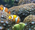 Clownfish Facts Appearance Habitat Science4fun
