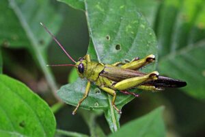 Grasshopper | Life Cycle + Facts + Habitat | - Science4Fun