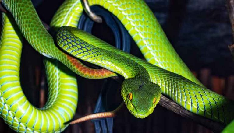 Snakes: (Facts + Habitat + Diet) - Science4Fun