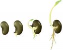 Seed Germination (Information + Facts) - Science4Fun