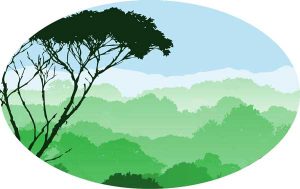 Rainforest - (Information + Facts) - Science4Fun