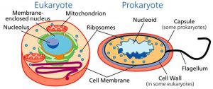 Cell: Biology - (Function + Types + Organelles + Facts) - Science4Fun