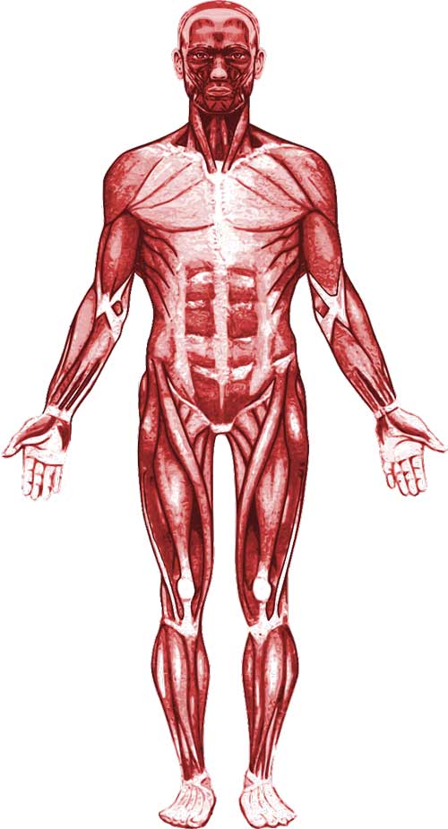 Muscular System Working Muscle Types Facts Science4Fun Muscular System Working Muscle Types Facts Science4Fun