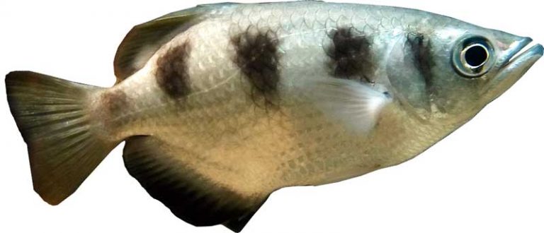 Archerfish: [Facts + Diet + Habitat] and More - Science4Fun