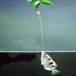 Archerfish: [Facts + Diet + Habitat] and More - Science4Fun