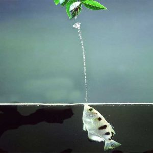 Archerfish: [Facts + Diet + Habitat] and More - Science4Fun