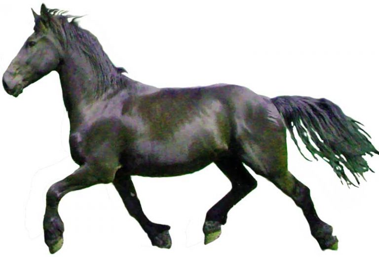 Animals: (Learn about Animals and their Facts)