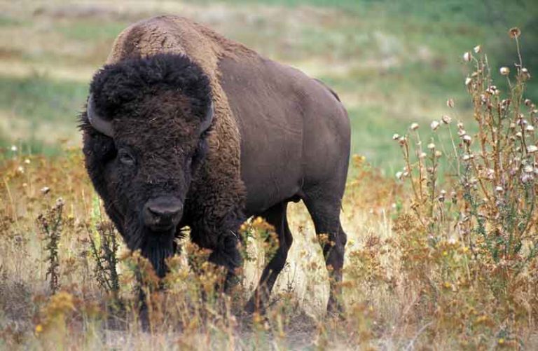 Bison | Lifestyle + Habitat + Amazing Facts | - Science4Fun