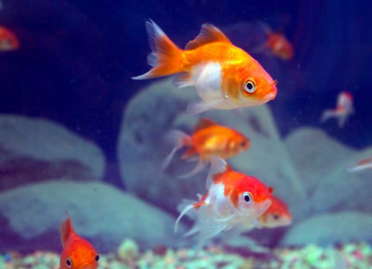 Goldfish | Habitat + Diet + Amazing Facts | - Science4Fun