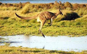 Kangaroo | Facts + Habitat + Diet + Appearance | - Science4Fun