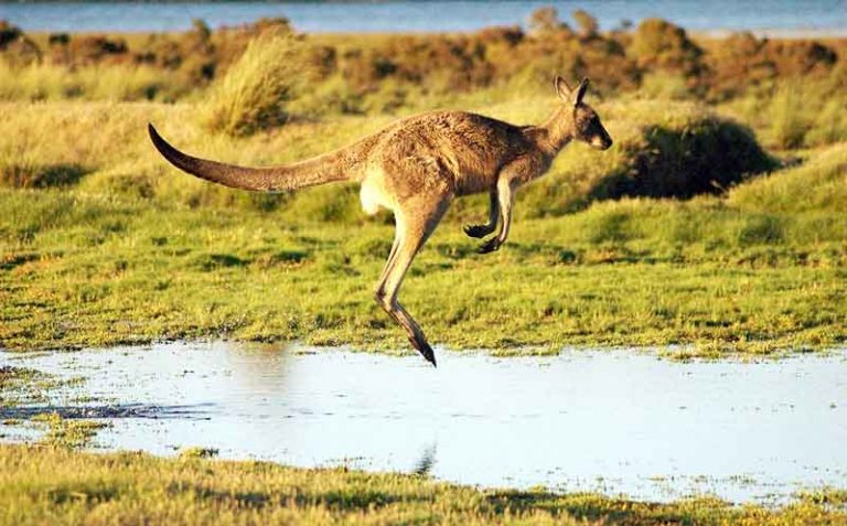 Kangaroo | Facts + Habitat + Diet + Appearance | - Science4Fun