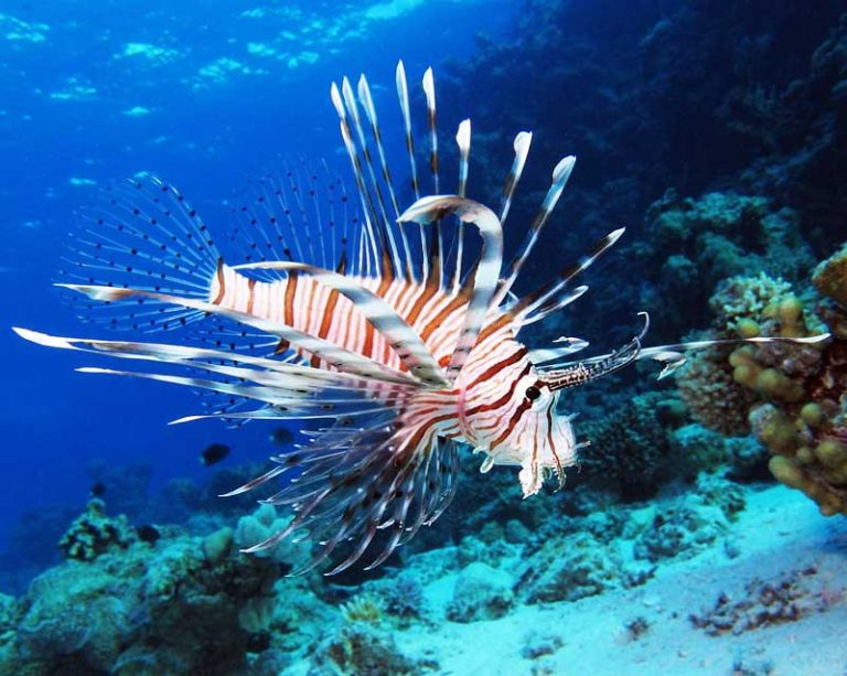 Lionfish | Habitat + Diet + Interesting Facts | - Science4Fun