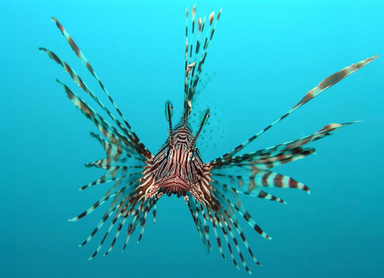 Lionfish | Habitat + Diet + Interesting Facts | - Science4Fun