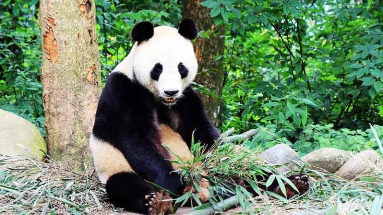 Giant Panda | Lifestyle + Habitat + Diet + Facts | - Science4Fun