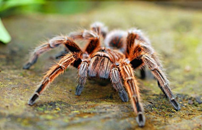 Spiders | Habitat + Diet + Behavior + Facts | - Science4Fun