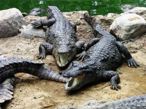Crocodile | Facts + Habitat + Appearance | & More - Science4Fun