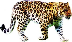 Leopard | Appearance + Habitat + Diet + Facts | - Science4Fun
