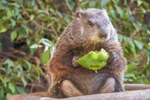 Beaver | Appearance + Habitat + Diet + Facts | Science4Fun