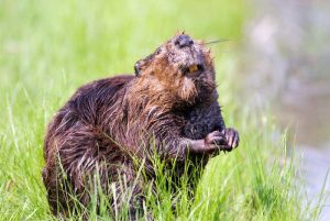 Beaver | Appearance + Habitat + Diet + Facts | Science4Fun