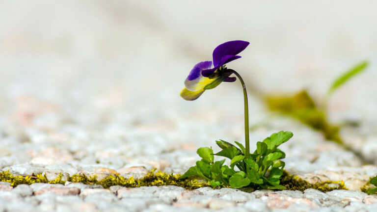 Plant Defenses - Types of Defense, Examples, and Facts