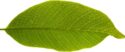 Leaf | Parts + Functions + Venation | Plants - Science4Fun