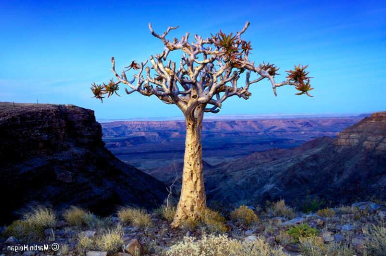 Plant Adaptations | Survival Techniques + Biomes | Science4Fun