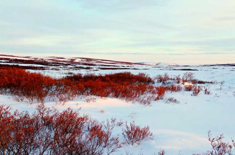 Biomes: Types, Climate, Importance, and Key Threats Explained