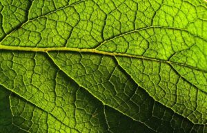 Leaf | Parts + Functions + Venation | Plants - Science4Fun