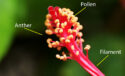 What Are Flowers | Parts + Facts + Pollination | Science4Fun