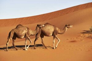 Animal Adaptations : Types + Examples + Facts - Science4Fun