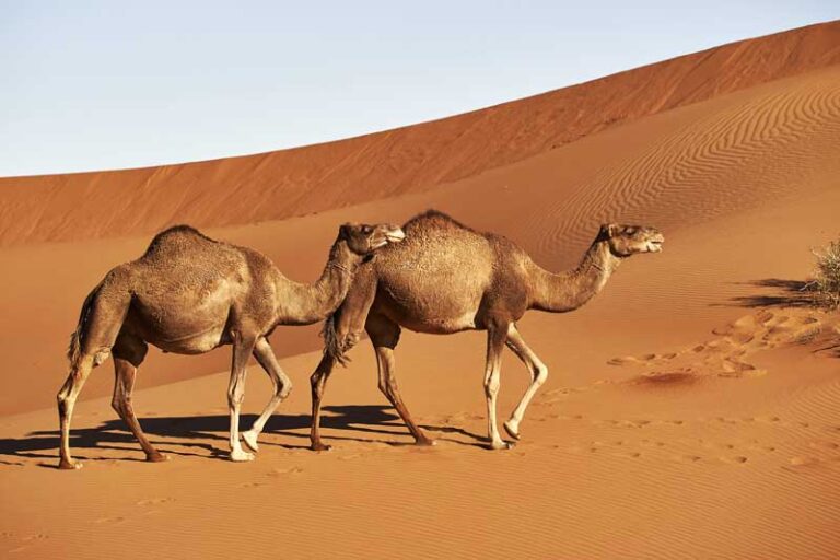 Animal Adaptations : Types + Examples + Facts - Science4Fun