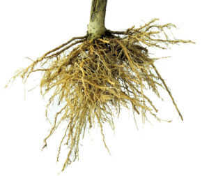 Plant Roots | Types, Functions, and Definition - Science4Fun